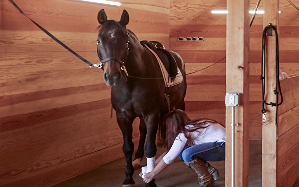 Stable Accessories | Classic Equine Equipment